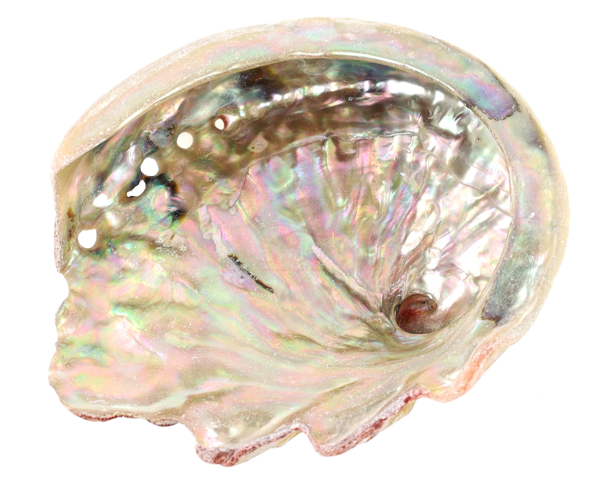 Muszla Abalone (Haliotis iris )– 12-14 cm NepalShop.pl - bezpośredni ...